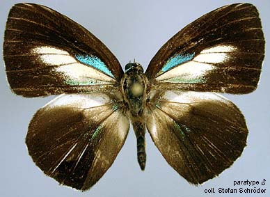 Papua Insects Foundation (Lepidoptera/Lycaenidae/Lycaeninae ...